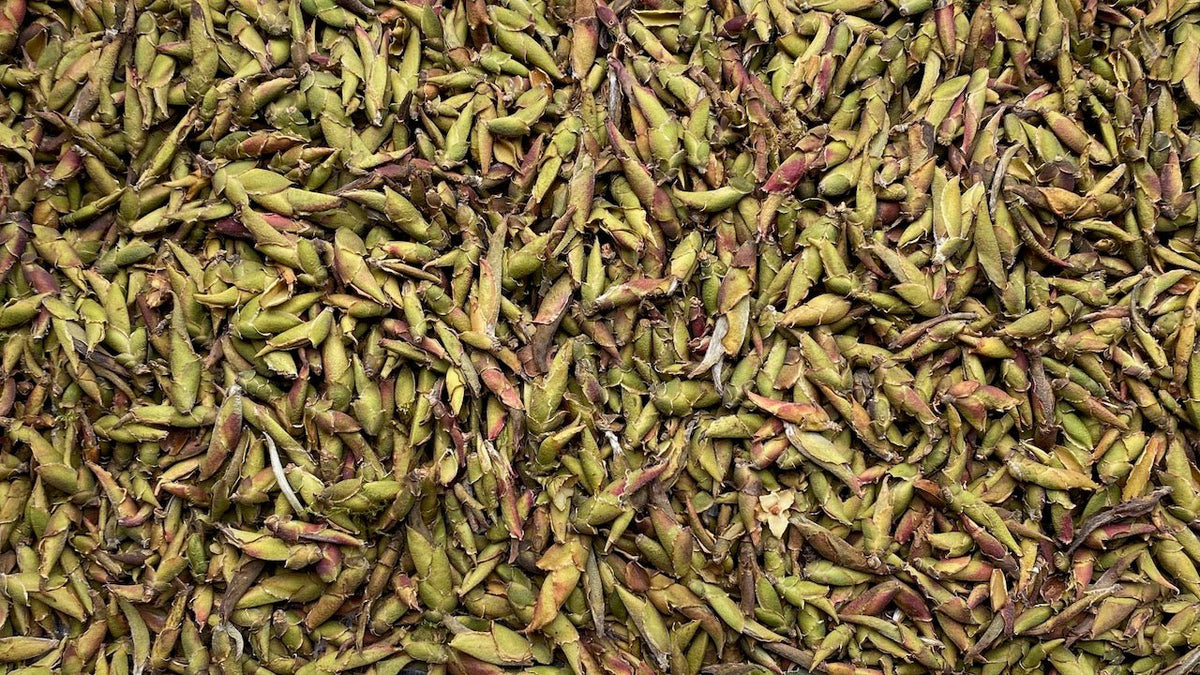 How Dragon Claw Tea is Crafted in the Heart of Vietnam's Mountains ...